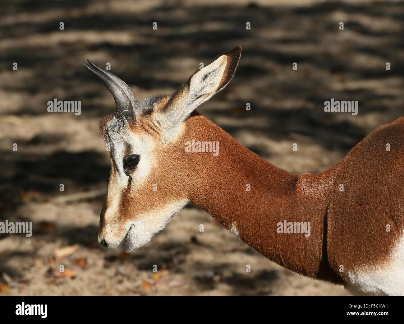 Red Gazelle Extinct