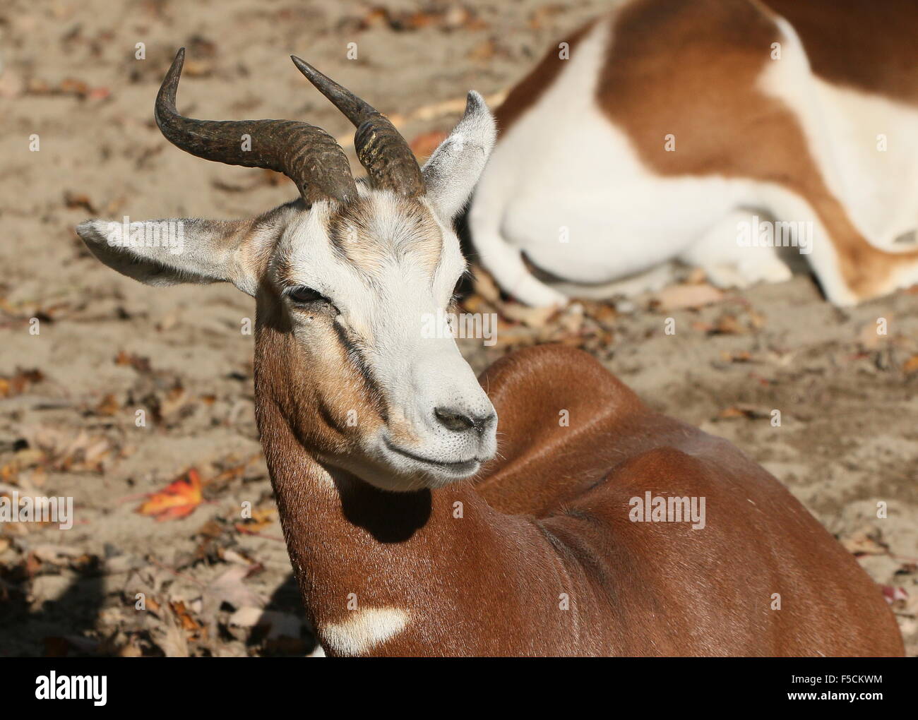Endangered North African Mhorr Gazelle (Nanger dama), closeup of the ...