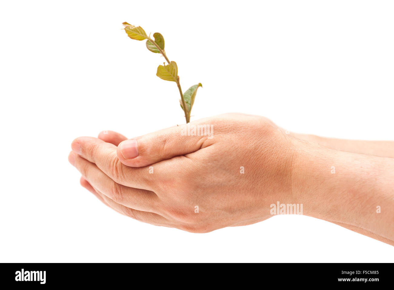 human hand holding young plant isolated Stock Photo - Alamy human hand holding young plant isolated Stock Photo - Alamy