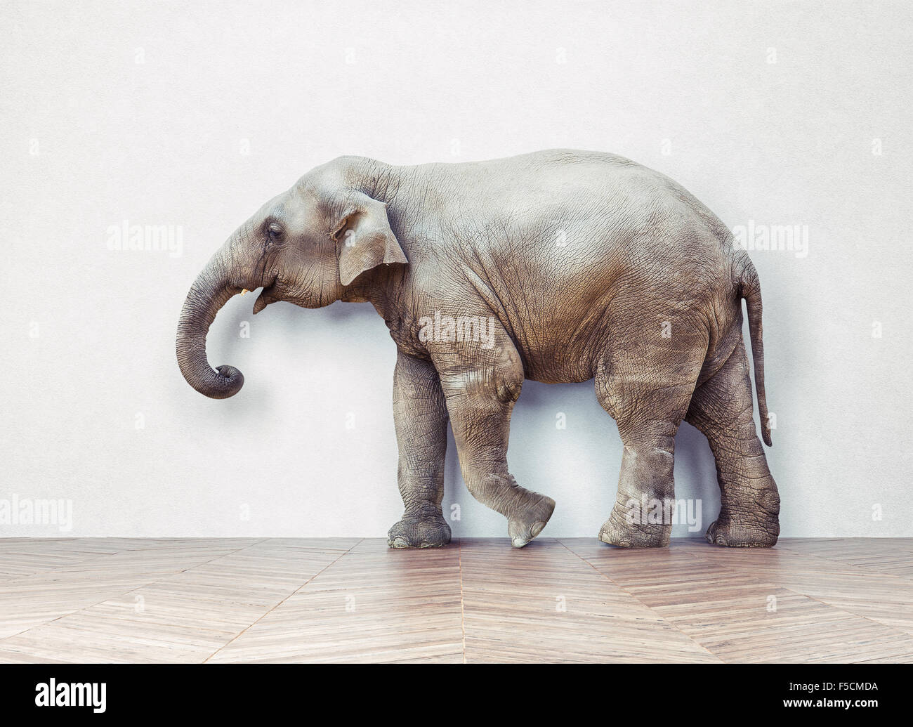 the elephant calm in the room near white wall. Creative concept Stock ...