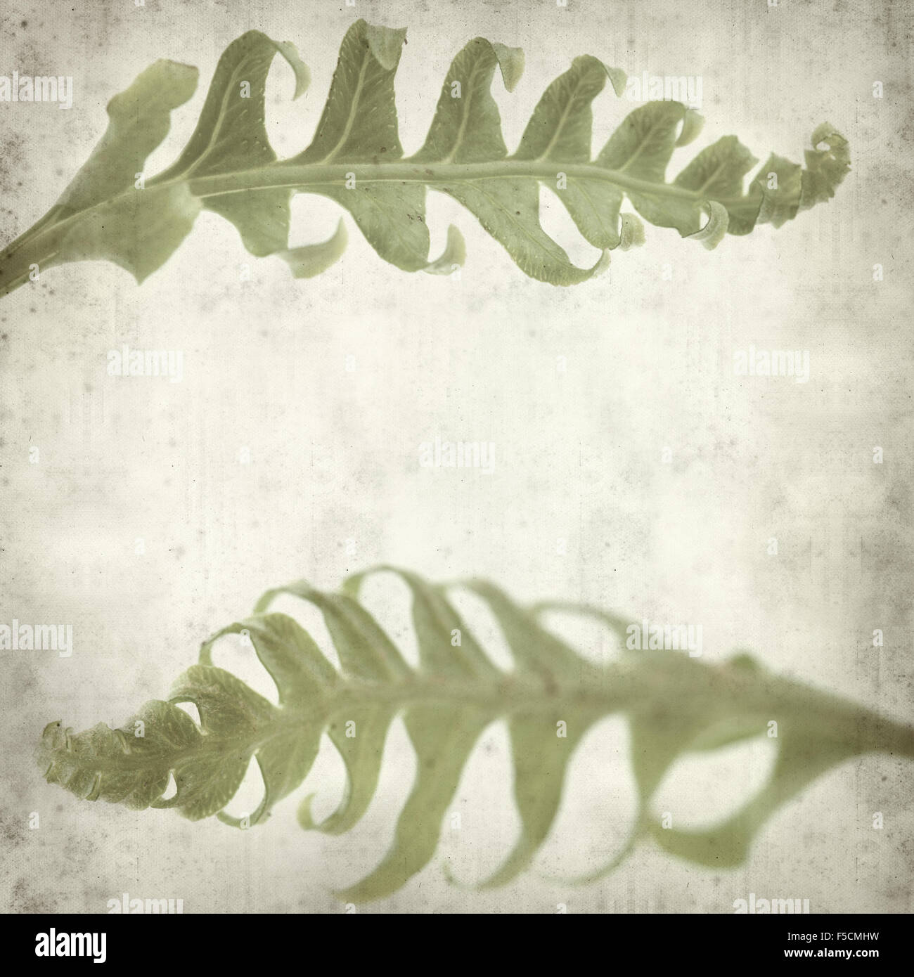 textured old paper background with fern leaf unfurling Stock Photo - Alamy