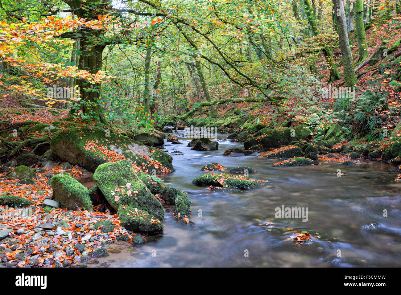 Beautiful forest stream flowing over mossy rocks and boulders at ...