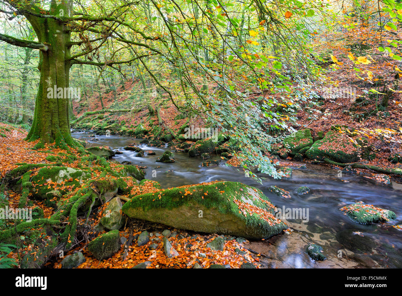 The Dewerstone Dartmoor National Park High Resolution Stock Photography ...