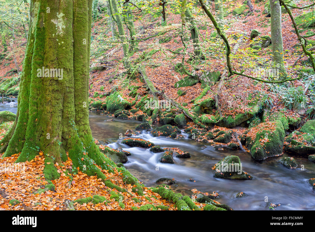 An old mossy tree by the river Meavy at Dewerstone Woods on Dartmoor in ...
