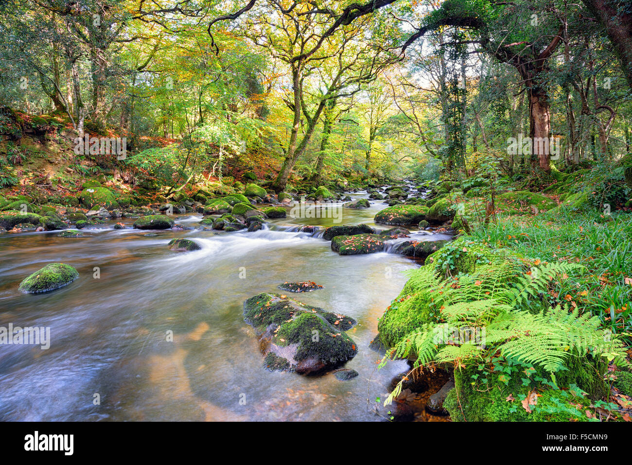 The river Plym flowing through magical woodland at Dewerstone on ...