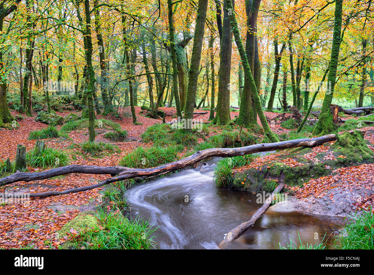 Stream river woodland trees hi-res stock photography and images - Alamy