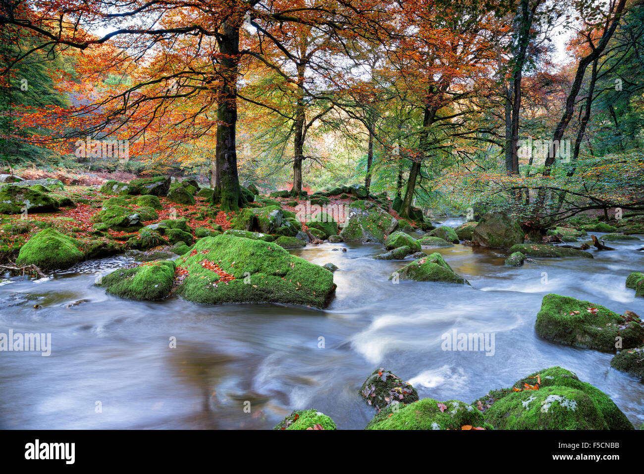 Beautiful woodland in Autumn colour at Dewerstone on Dartmoor National ...