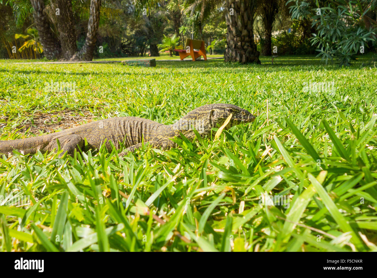 Monitor Lizard (Varanus Indicus) in hotel gardens Kololi Gambia Stock ...