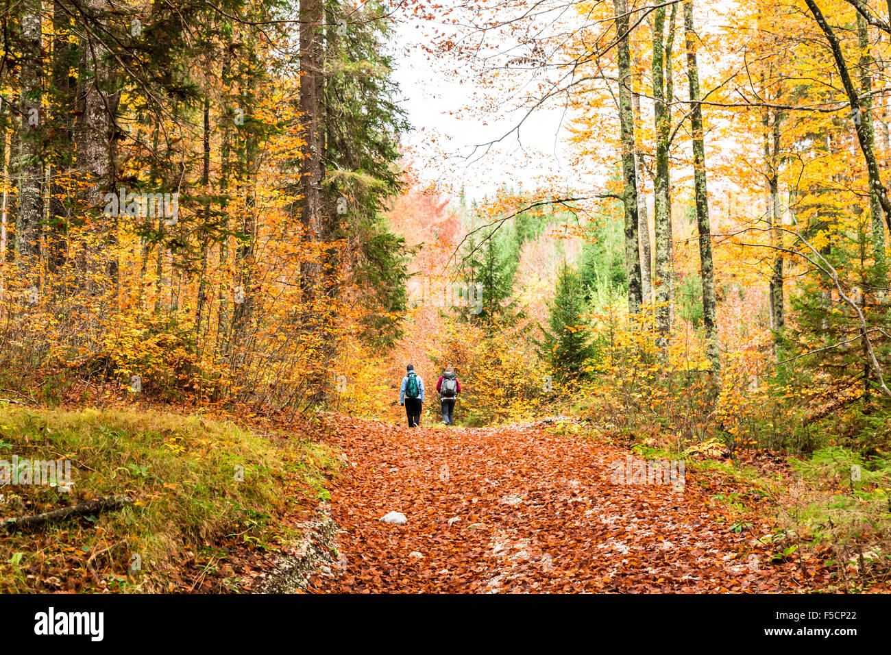 two girls walking in the forest in the italian alps Stock Photo - Alamy