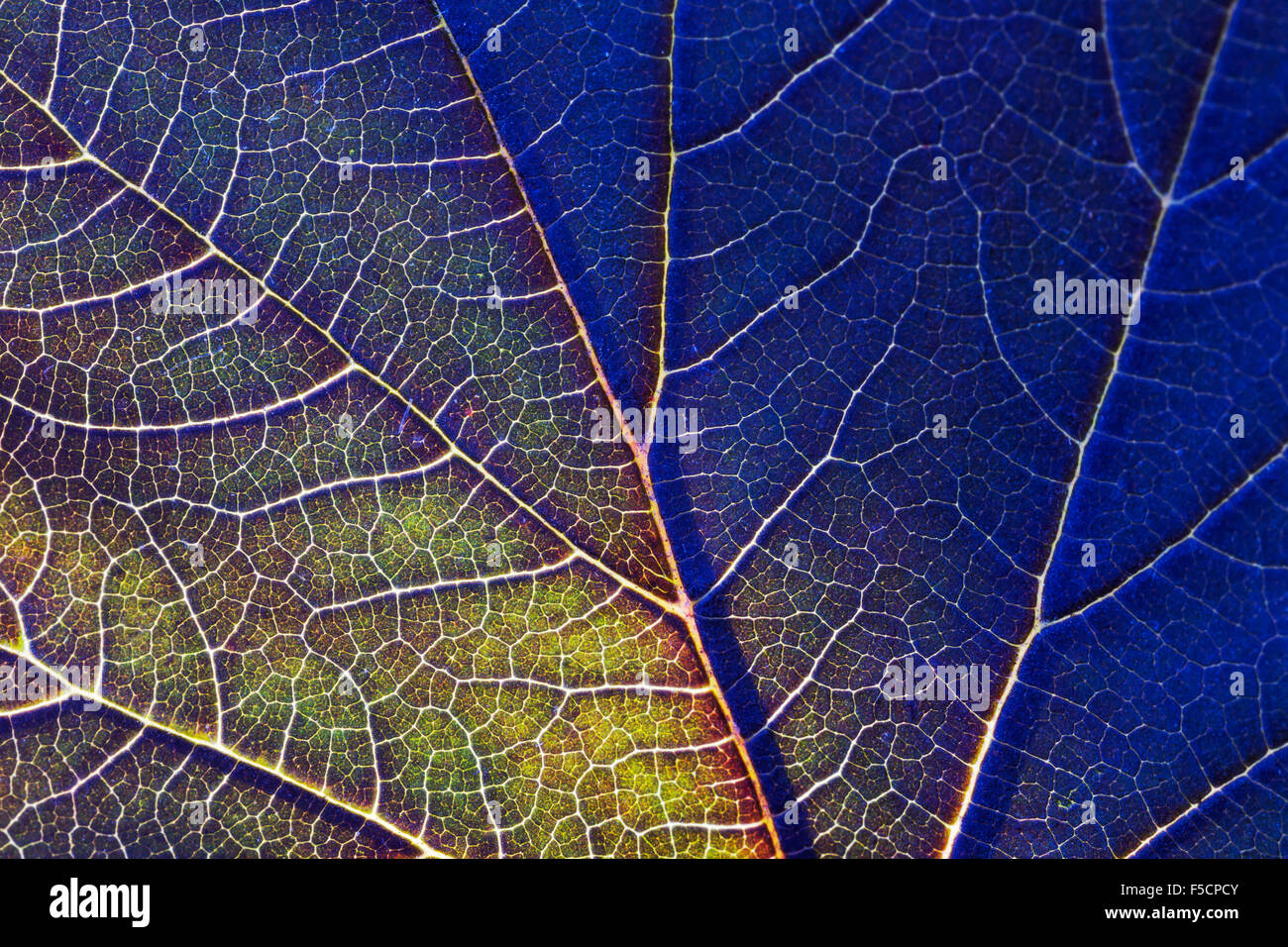 Colorful blue, leaf Stock Photo - Alamy