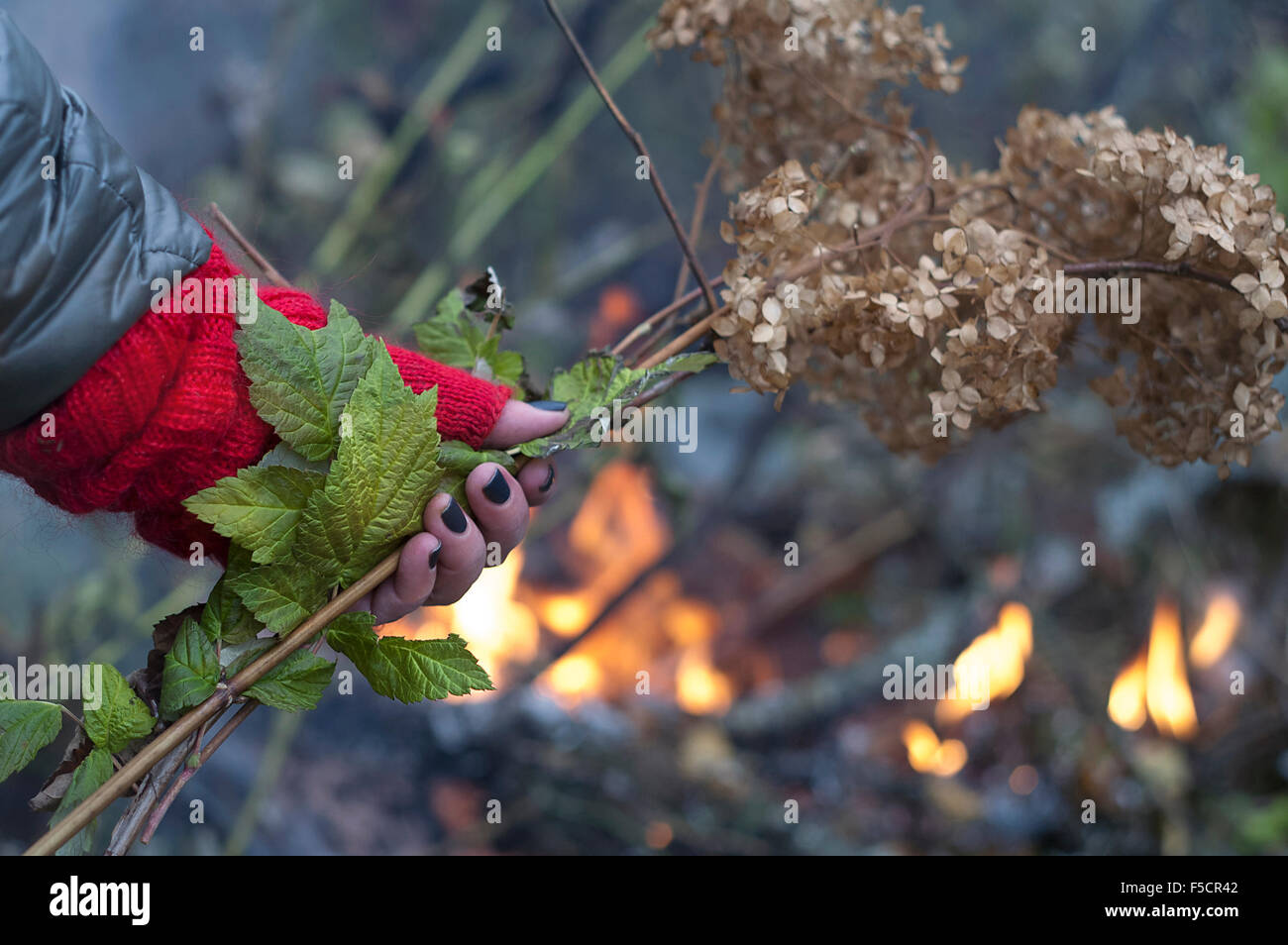 Burning Dry Flowers Stock Photo - Alamy