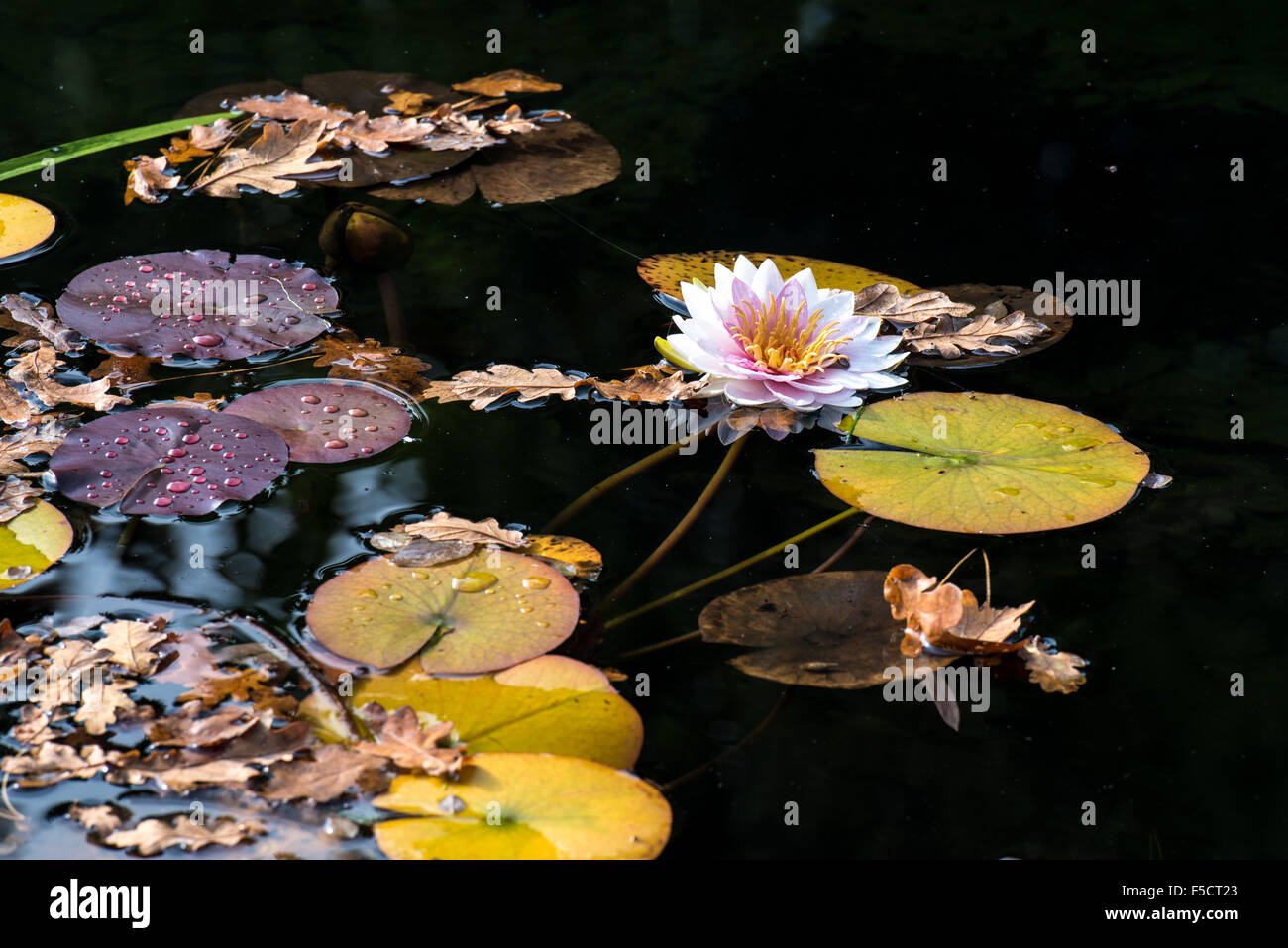 Pink waterlily in the Italian Garden pond. Autumn colour at Borde Hill ...