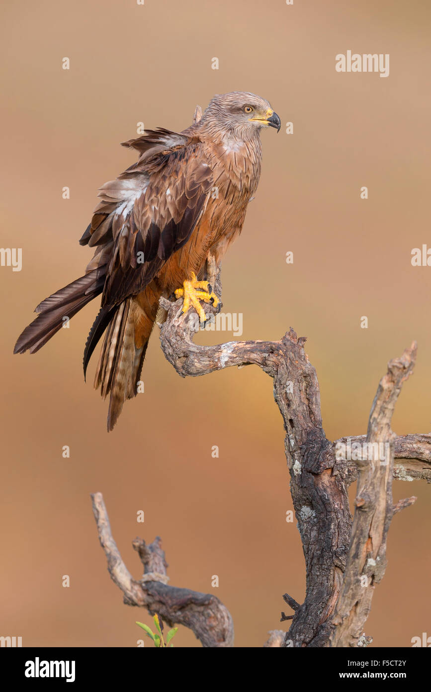 Kite in tree hi-res stock photography and images - Alamy