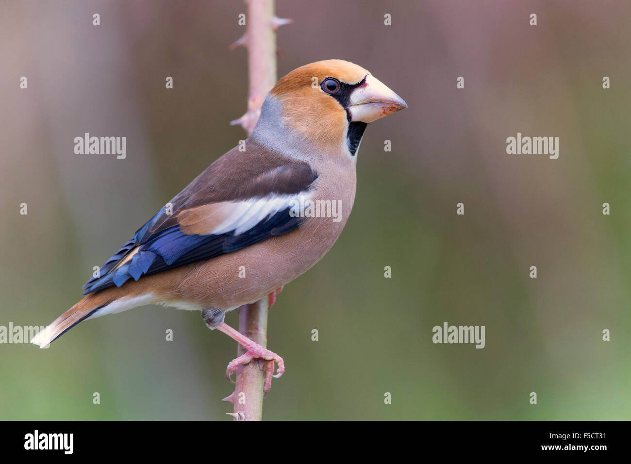 Frosone hi-res stock photography and images - Alamy