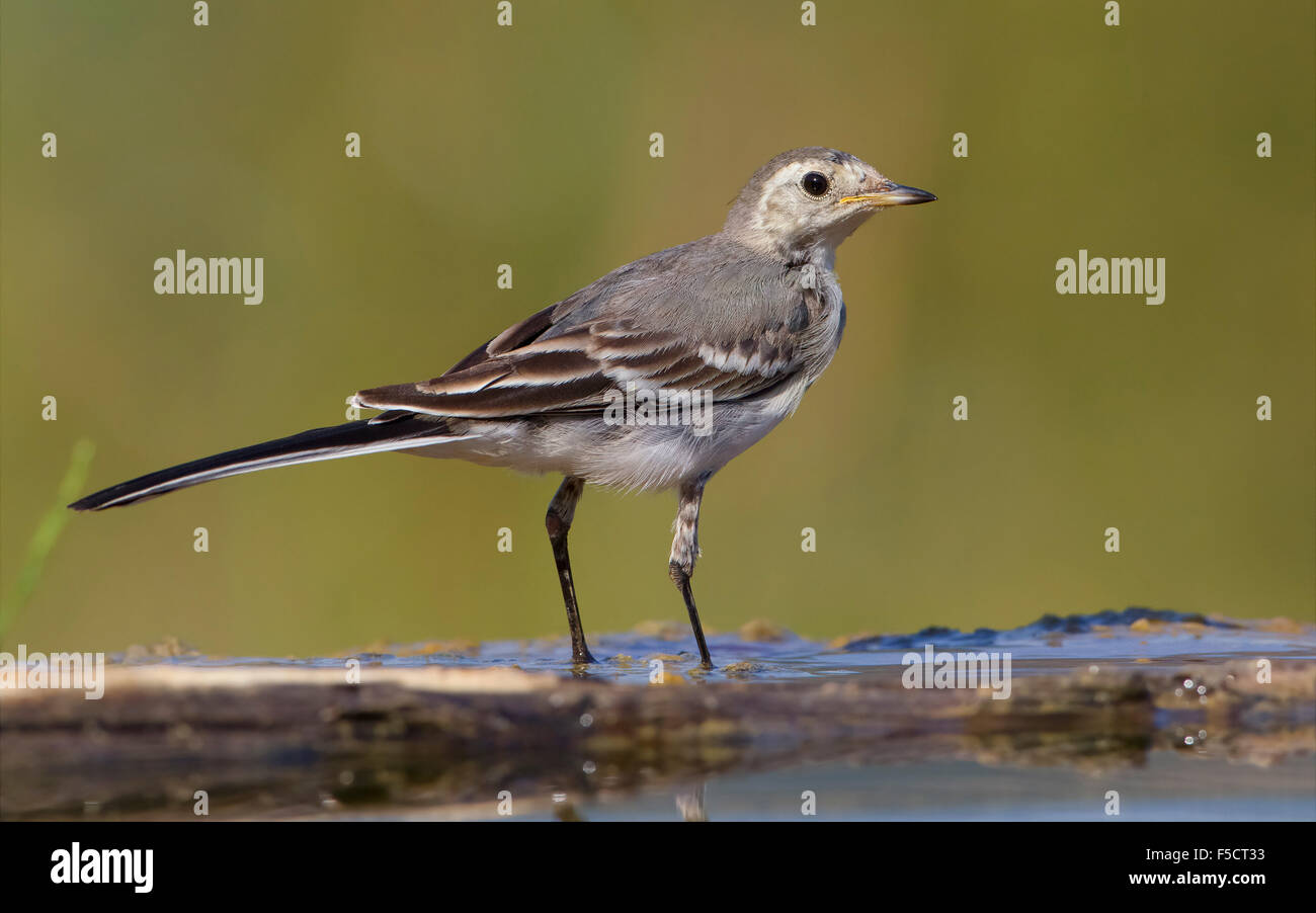 White Wagtail, Juvenile standing, Campania, Italy (Motacilla alba Stock ...