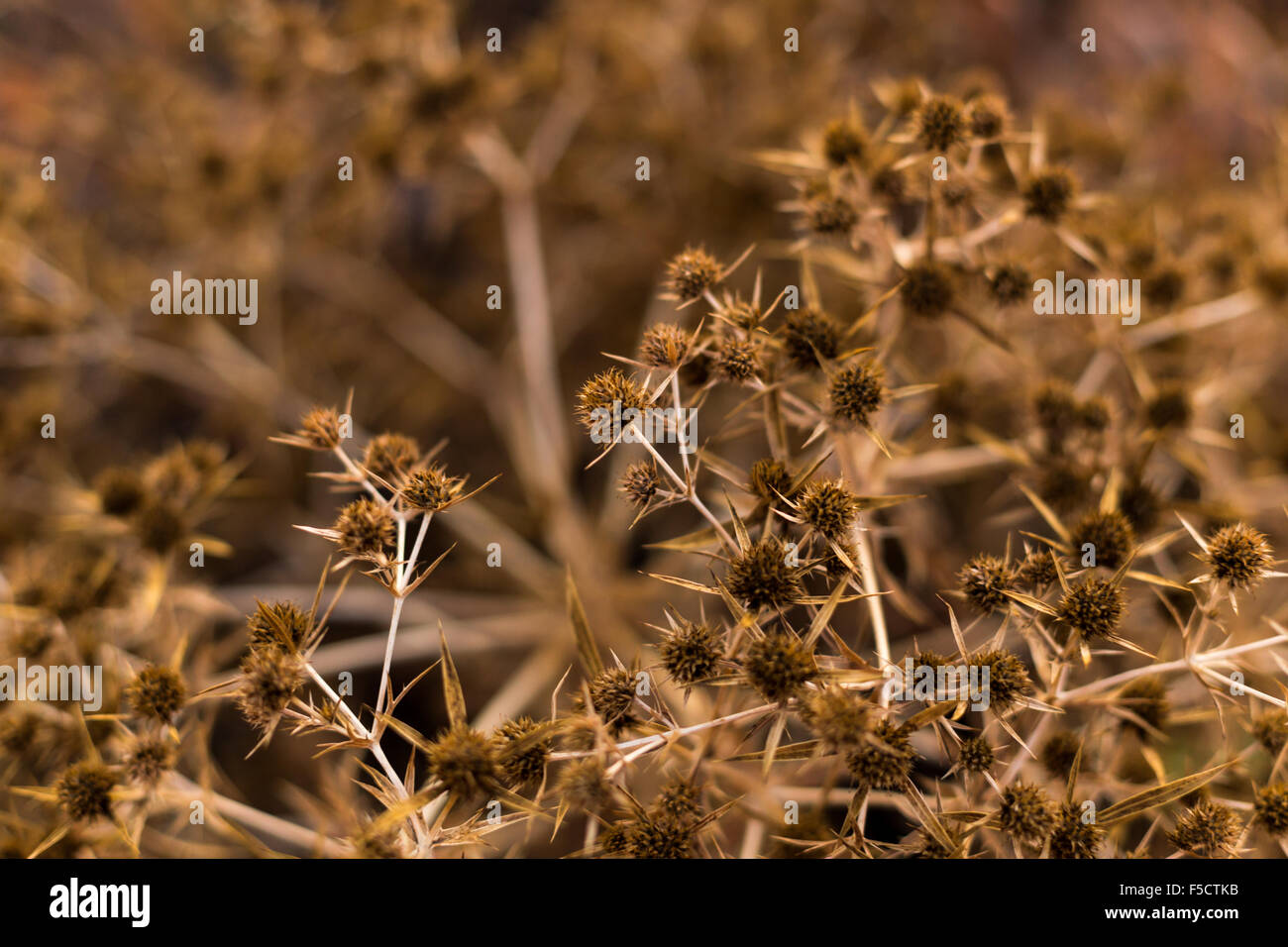 Tumbleweed in autumn hi-res stock photography and images - Alamy