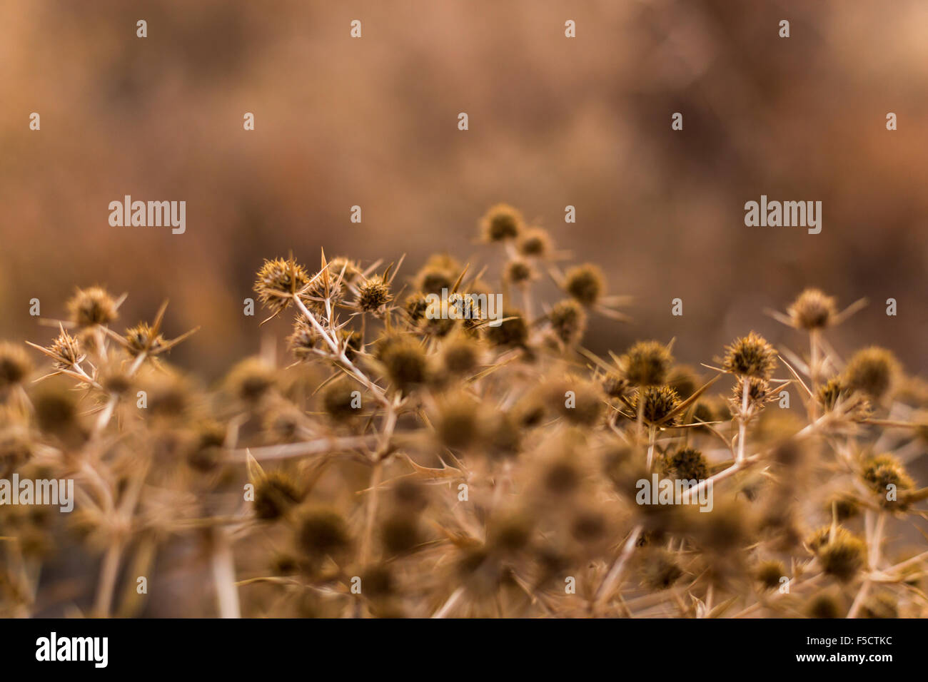 Tumbleweed bush hi-res stock photography and images - Alamy