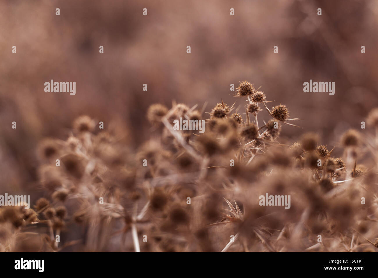 Tumbleweed bush hi-res stock photography and images - Alamy
