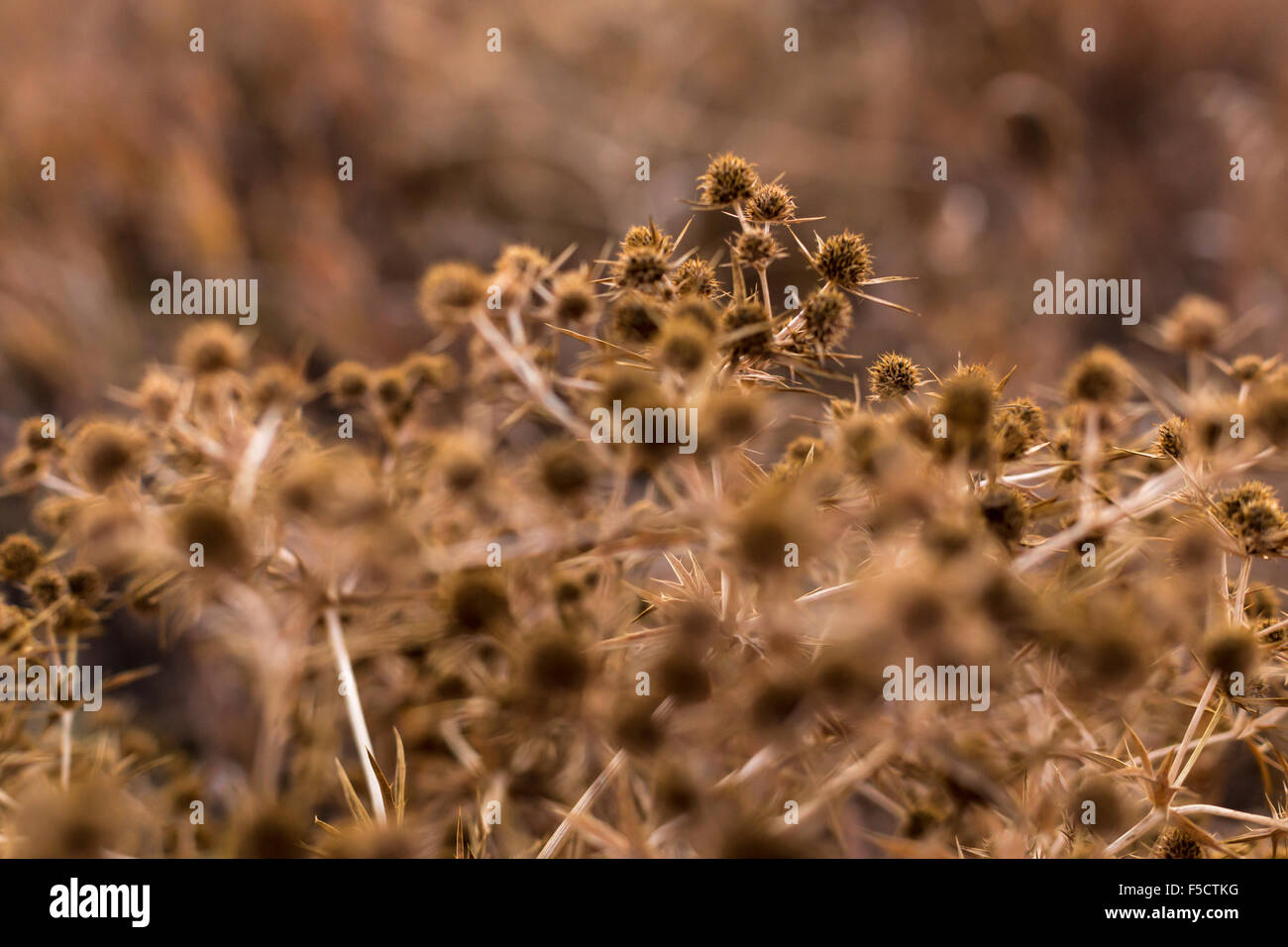 Tumbleweed bush hi-res stock photography and images - Alamy