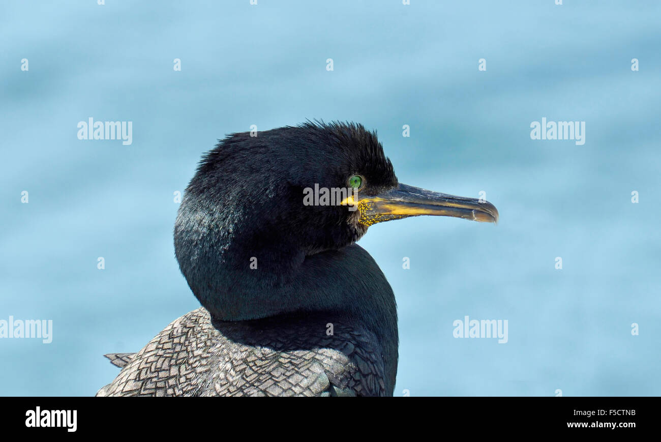 Shag, East Yorkshire, England Stock Photo - Alamy