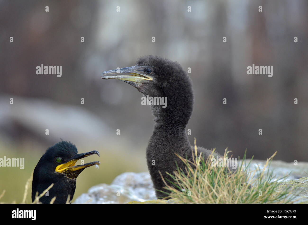 Juvenile Shag with parent in Yorkshire, England Stock Photo - Alamy