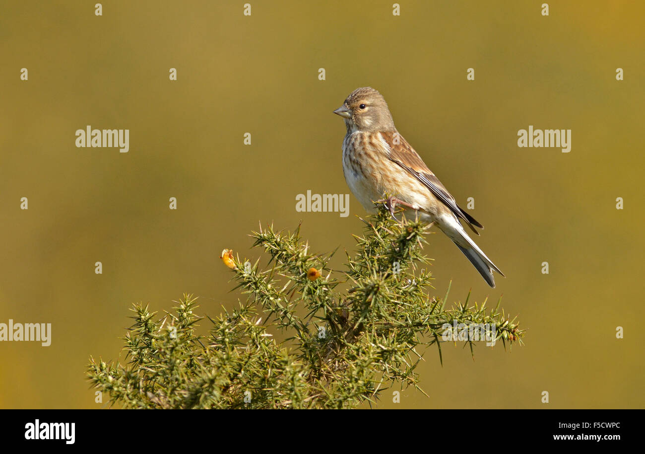 Female linnet bird hi-res stock photography and images - Alamy