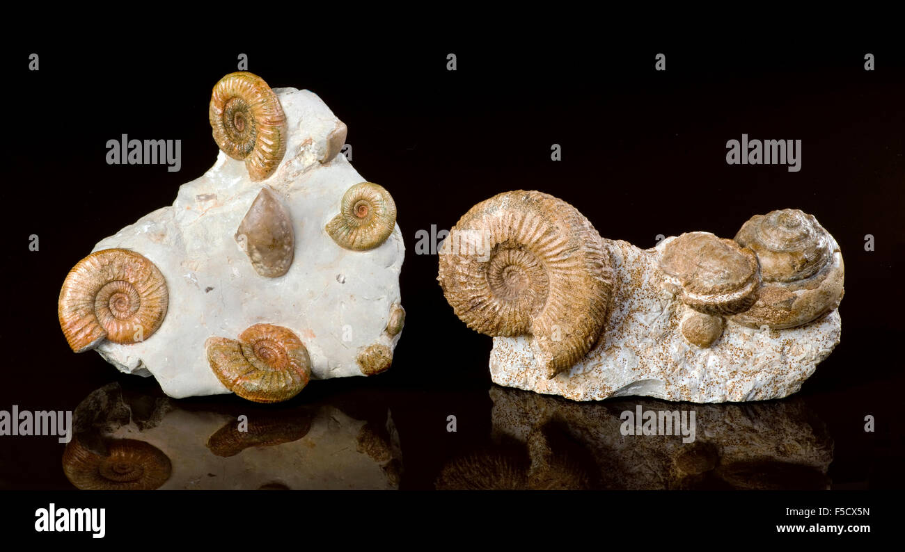 Ammonite fossils hi-res stock photography and images - Alamy