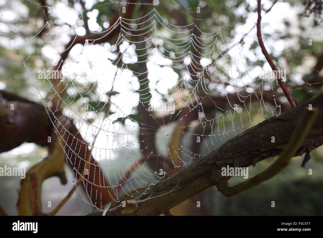 Cobweb in tree, UK Stock Photo - Alamy
