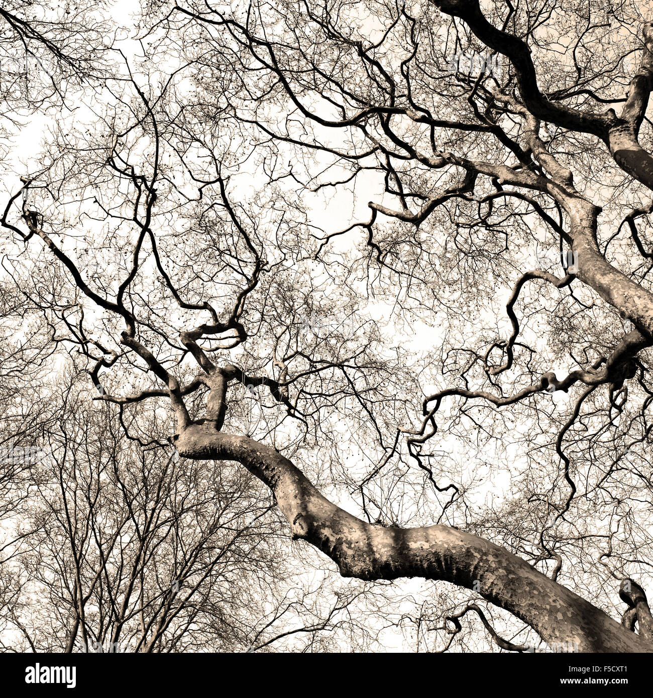 park in london spring sky and old dead tree Stock Photo - Alamy