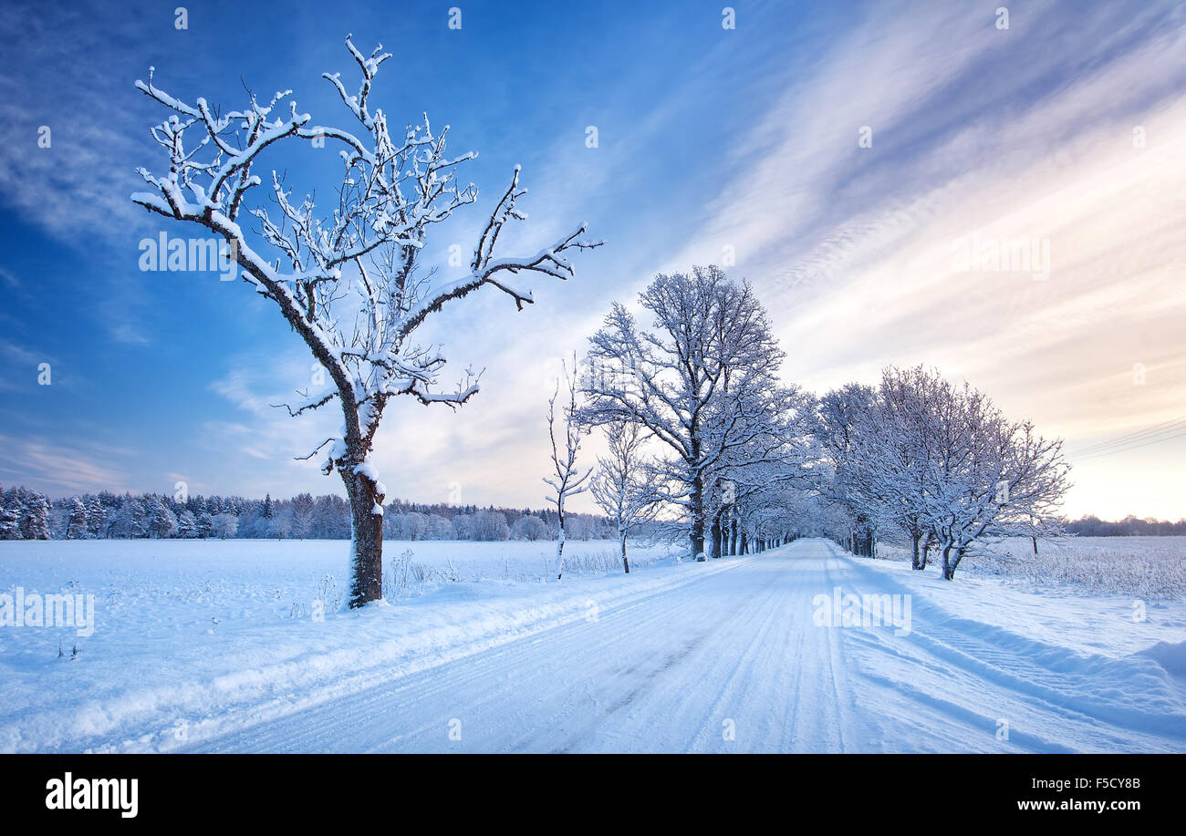 Snowy alley in the winter Stock Photo - Alamy