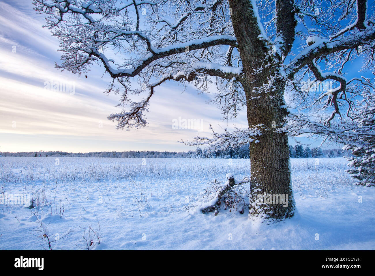 Tree in winter landscape Stock Photo - Alamy