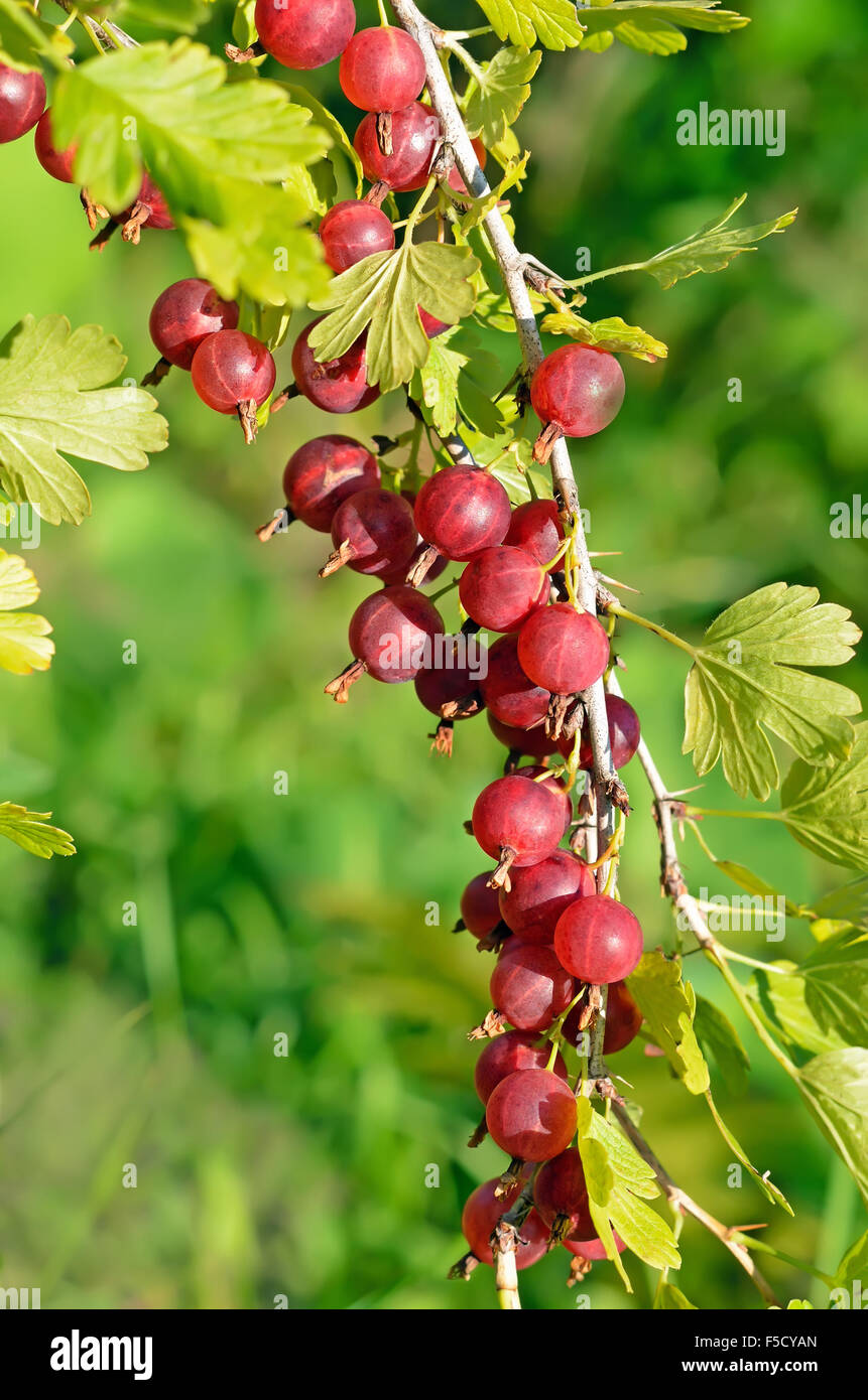 Green gooseberries cluster hi-res stock photography and images - Alamy