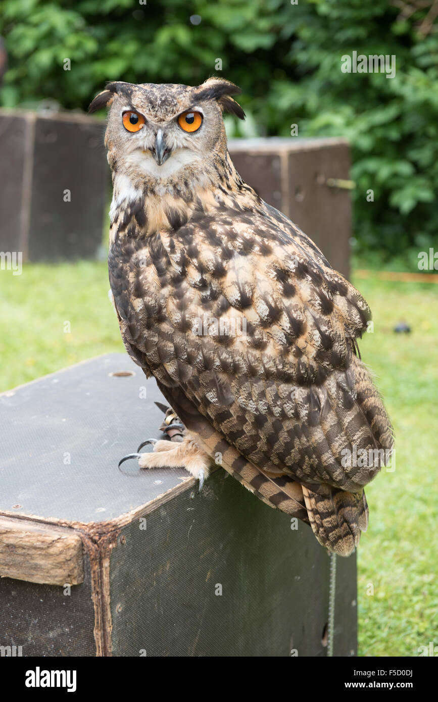Owl box hi-res stock photography and images - Alamy