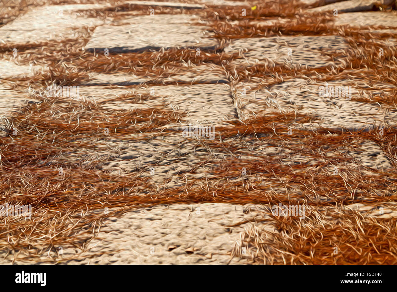 pine needles in arykanda antalya turkey asia and ruins Stock Photo - Alamy