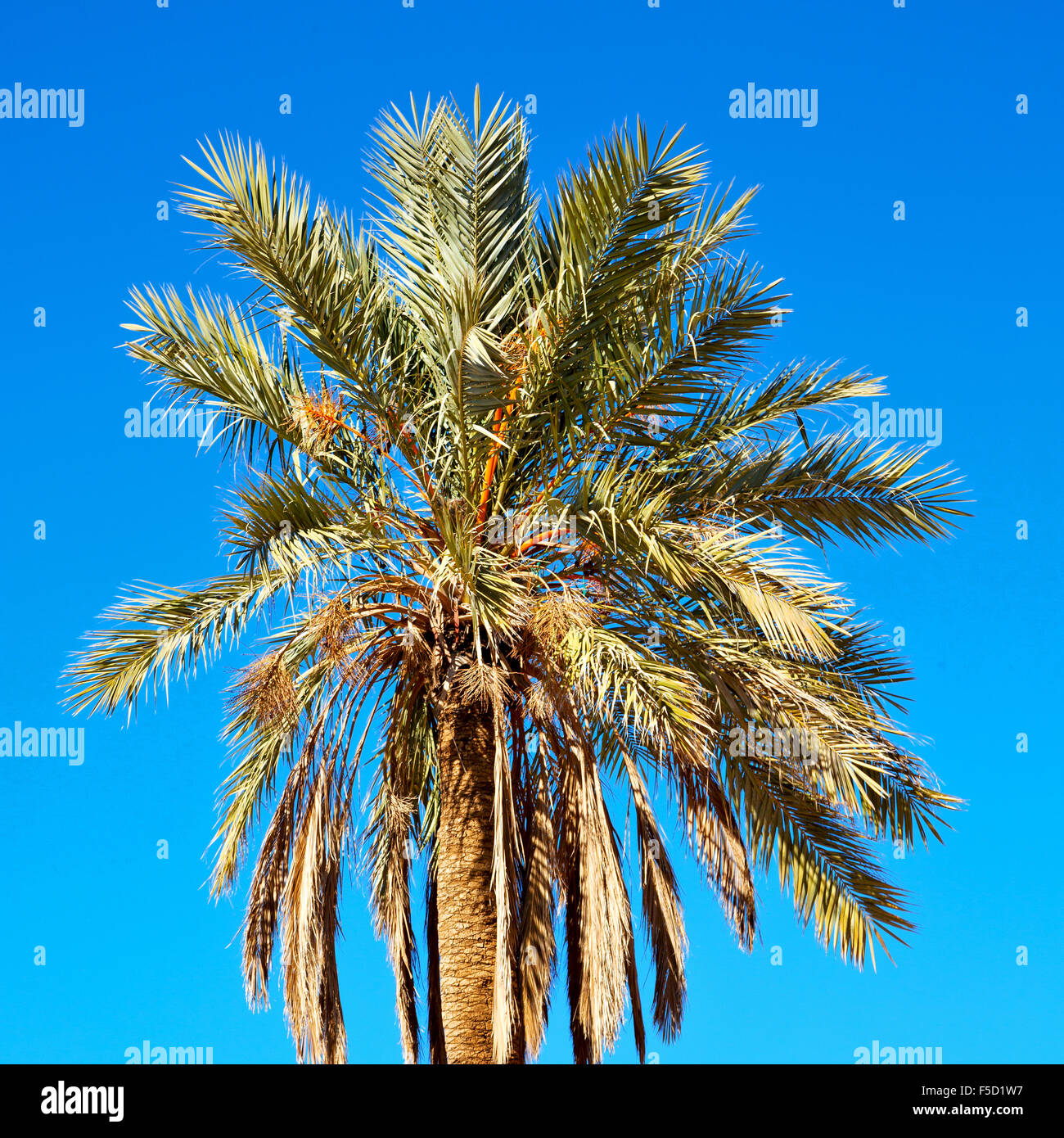 tropical palm in morocco africa alone and the sky Stock Photo - Alamy