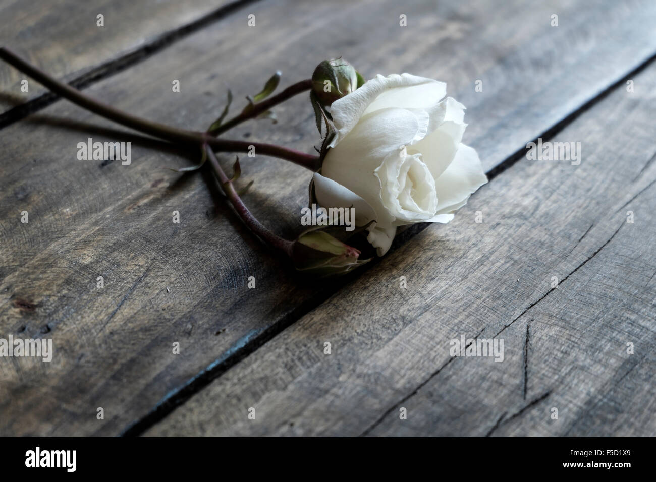 White Rose on a rustic old vintage table, backlit Stock Photo - Alamy