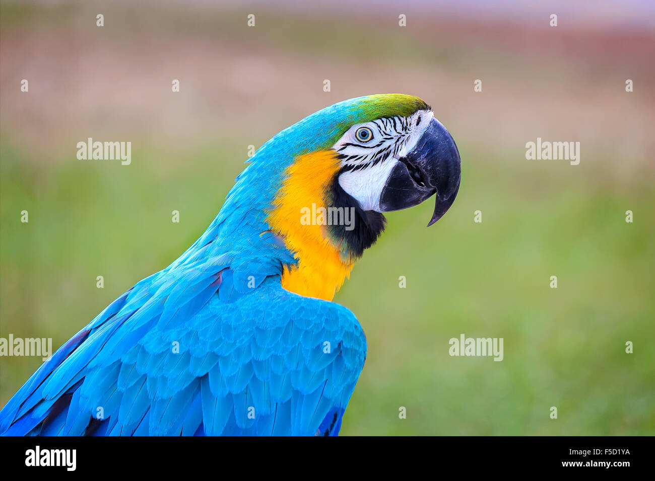A beautiful parrot with bright blue and yellow plumage . Represented in ...