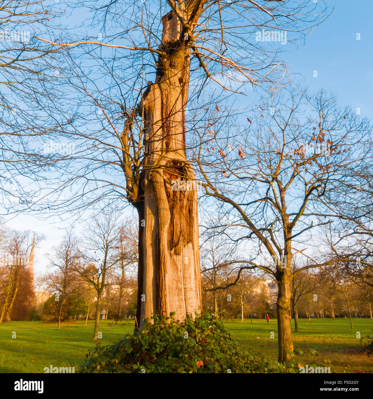 Sweet Chestnut Tree in Kensington Gardens Stock Photo - Alamy