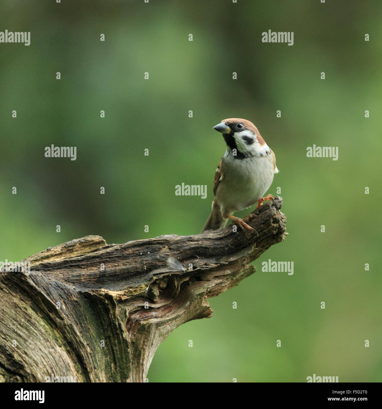 Birds of passa hi-res stock photography and images - Alamy