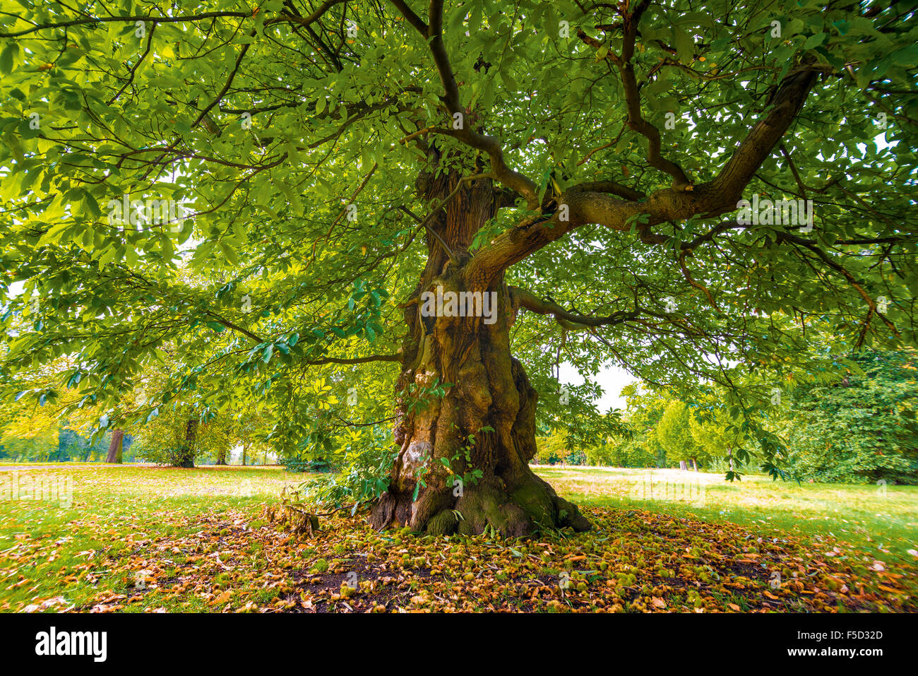 Sweet Chestnut Tree in Kensington Gardens Stock Photo - Alamy