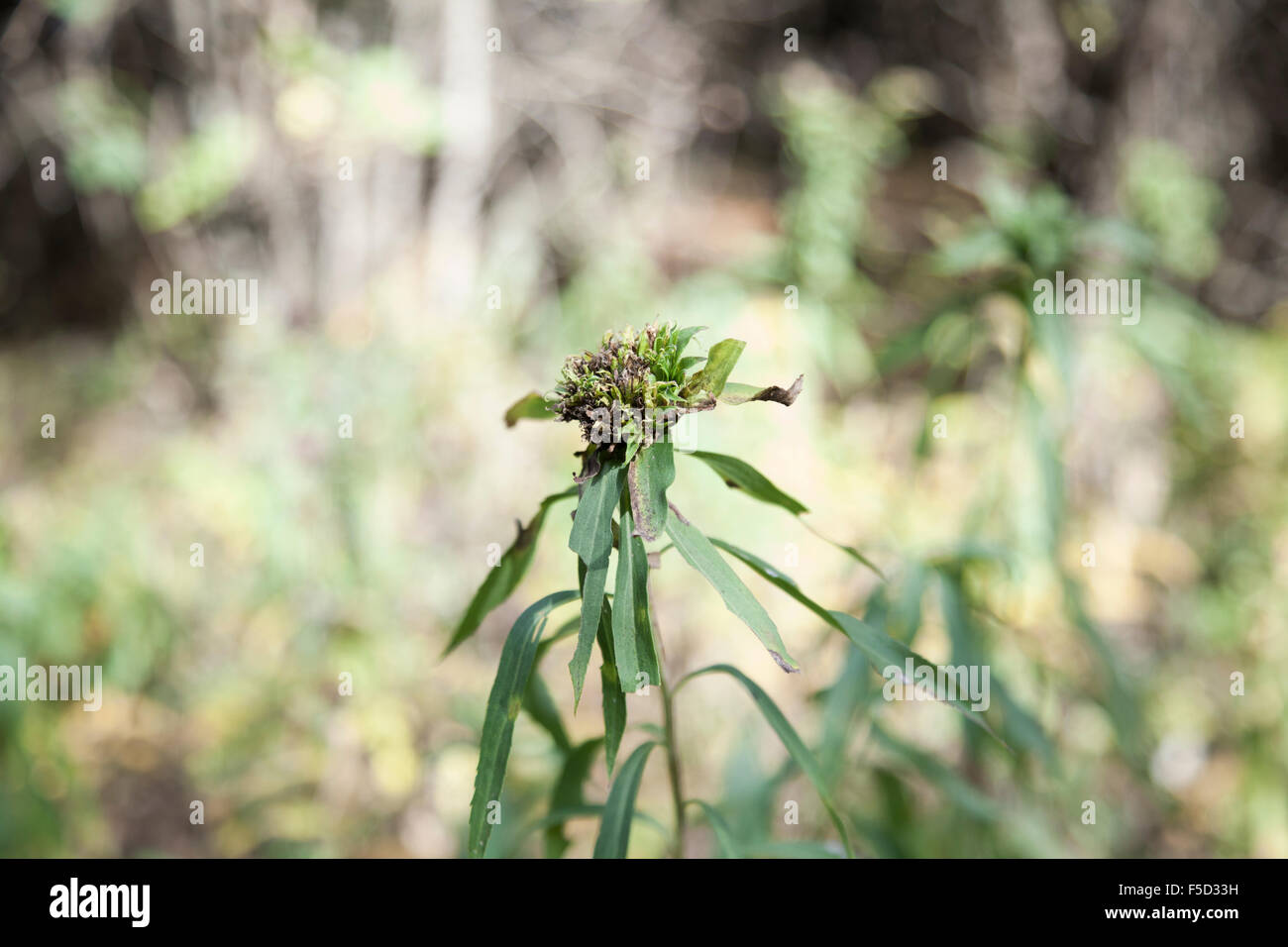 Forest weed hi-res stock photography and images - Alamy