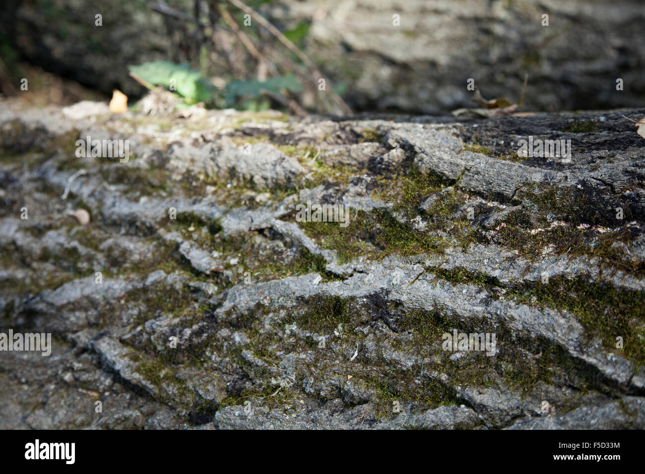 detail mossy wood Stock Photo - Alamy