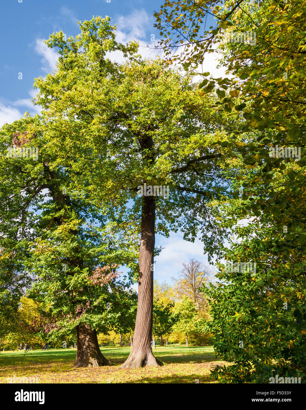 Sweet chestnut tree uk garden hi-res stock photography and images - Alamy