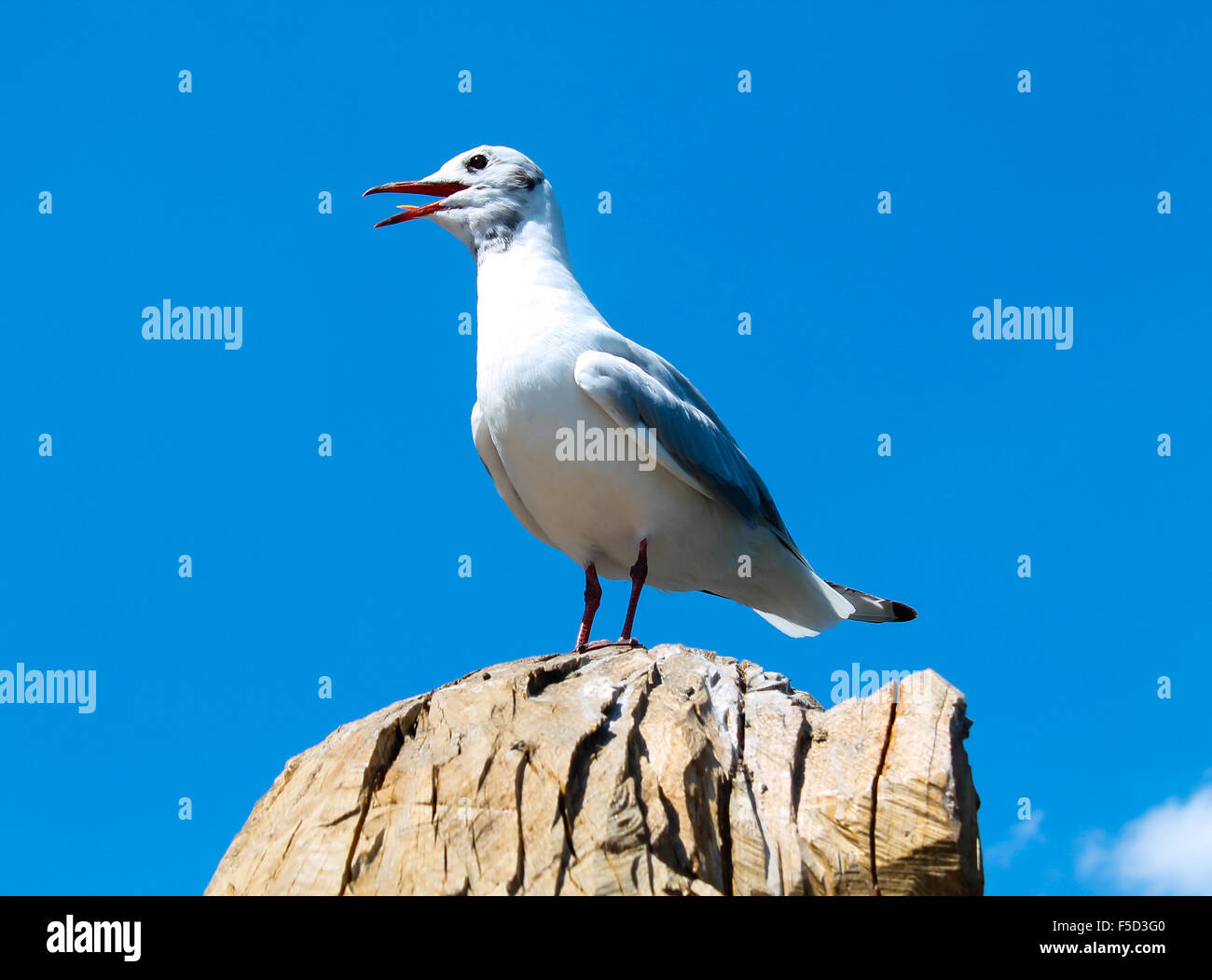Anatomy of the trunk hi-res stock photography and images - Alamy