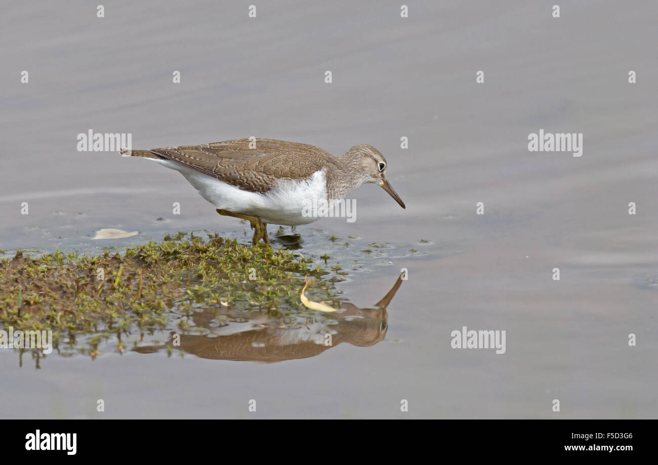 Sandpiper shoreline hi-res stock photography and images - Alamy