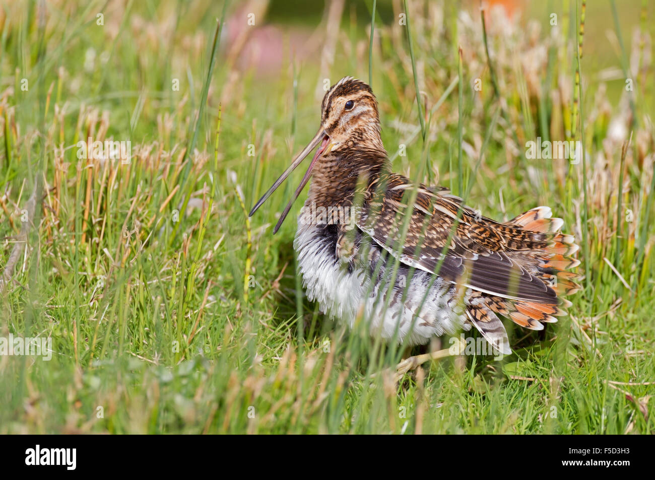 Snipe beak hi-res stock photography and images - Alamy