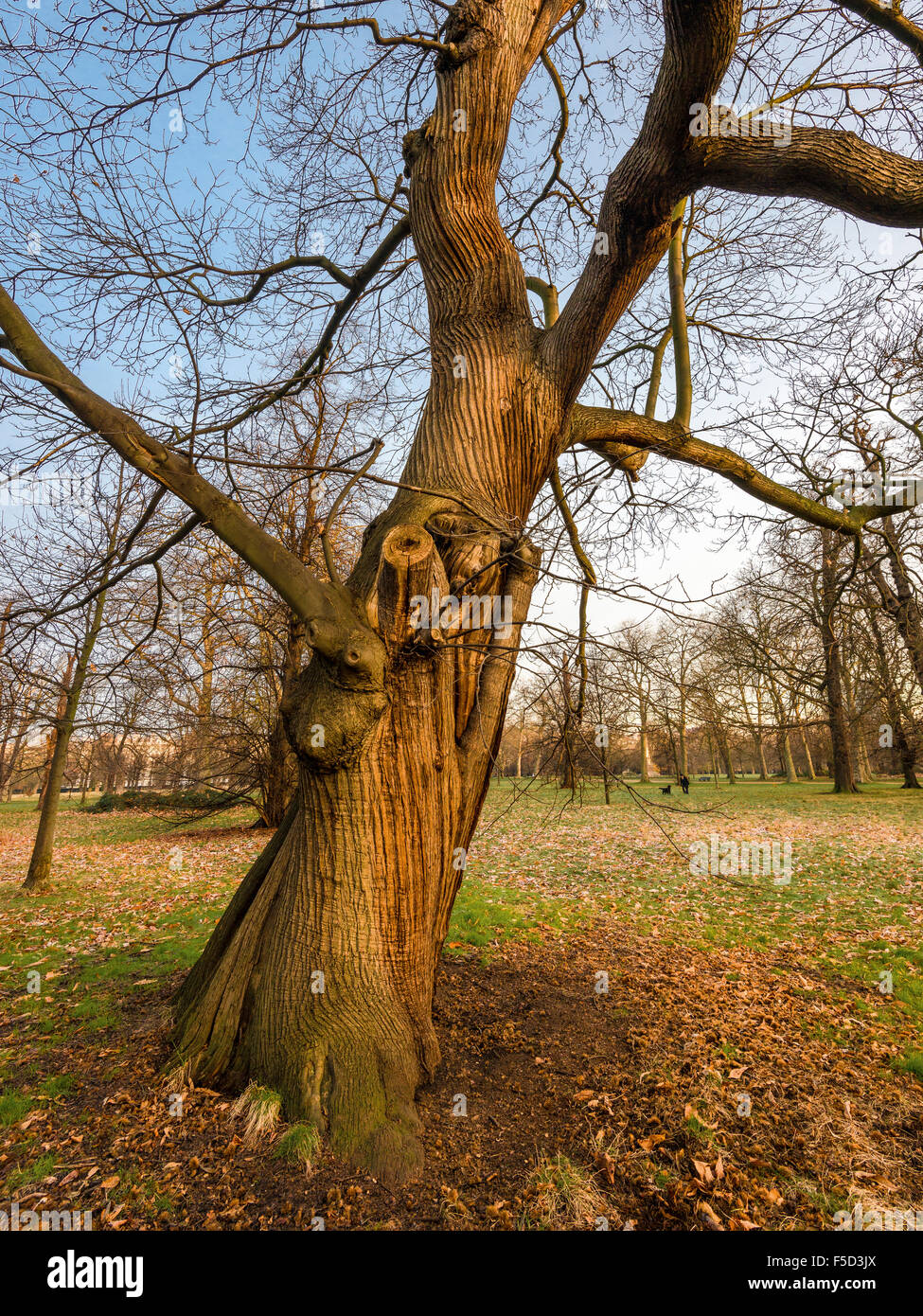 Sweet chestnut tree uk garden hi-res stock photography and images - Alamy