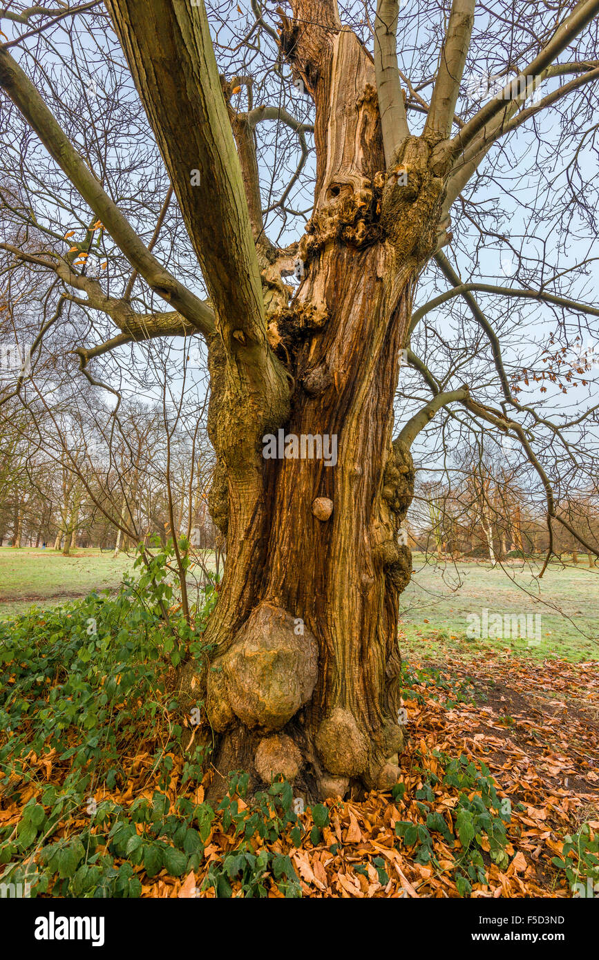 Sweet chestnut tree uk garden hi-res stock photography and images - Alamy