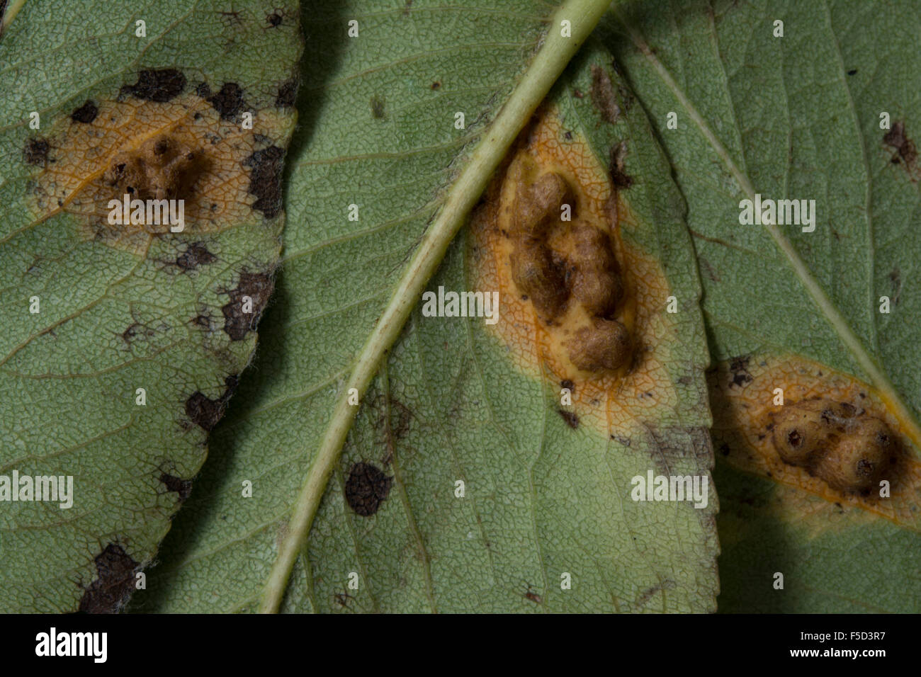 BUCKINGHAMSHIRE; SPEEN GARDEN; DETAIL CEDAR APPLE RUST ON APPLE ...