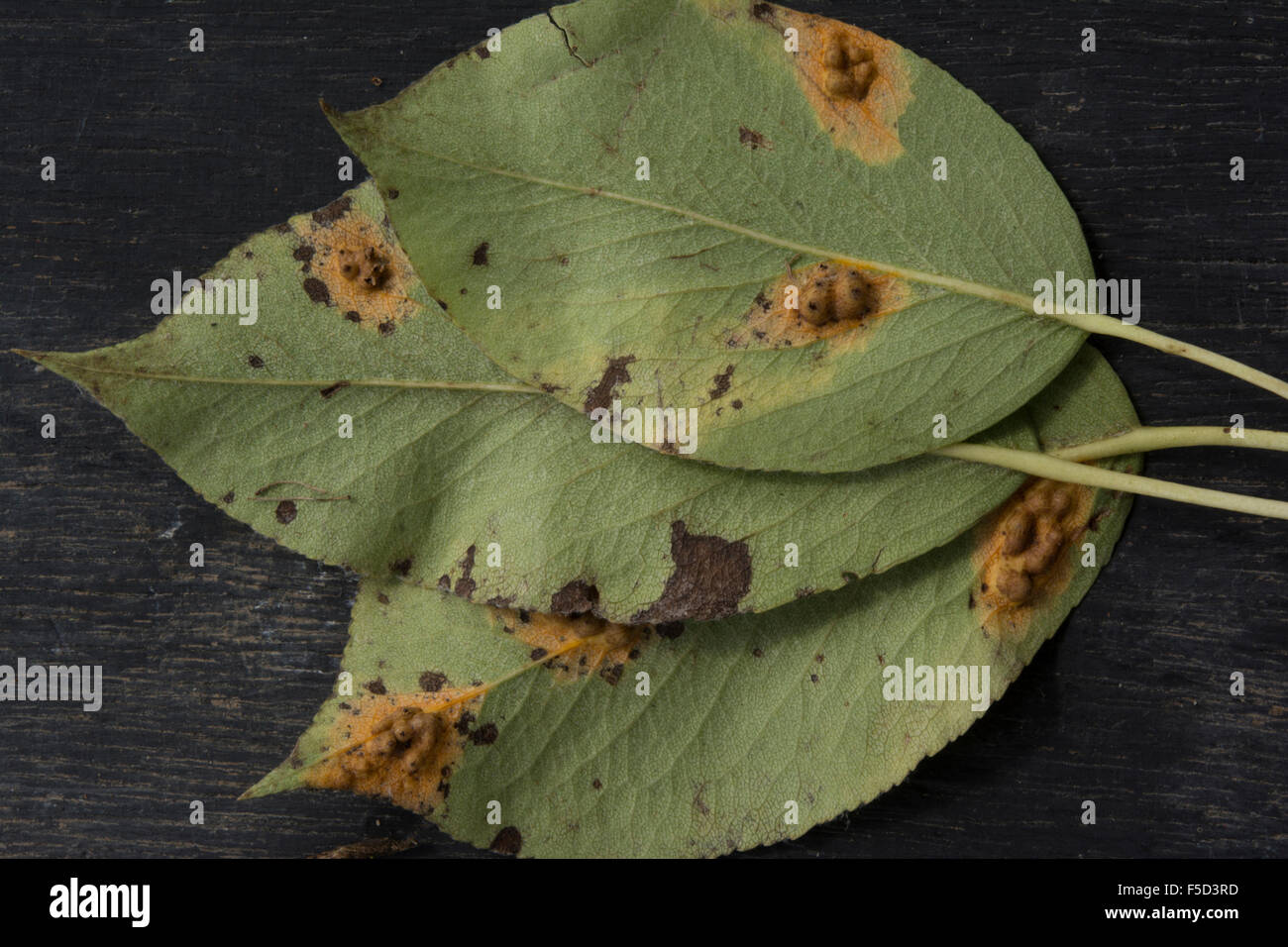 BUCKINGHAMSHIRE; SPEEN GARDEN; CEDAR APPLE RUST ON APPLE; UNDERSIDE OF ...
